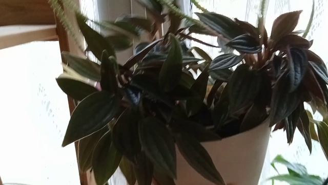 Новости моего окна