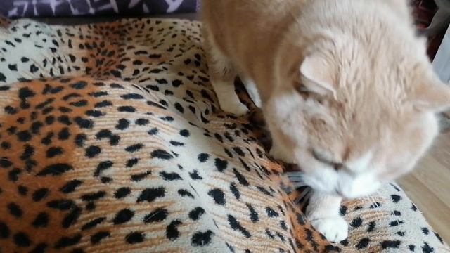 Томас готовится ко сну