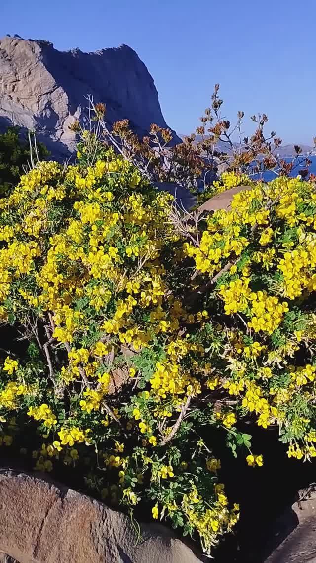 Цветёт жёлтая акация.