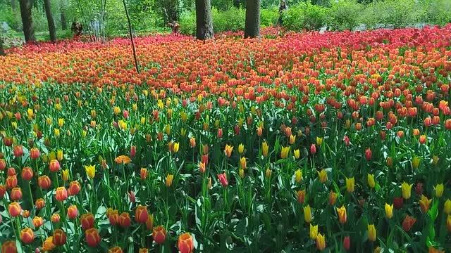 Фестиваль тюльпанов 19 05 2025.