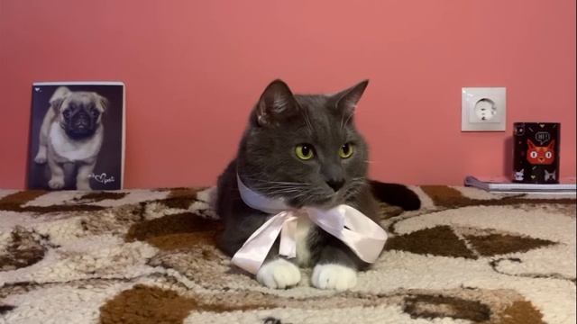 Если бы котики ходили в школу - котулькин