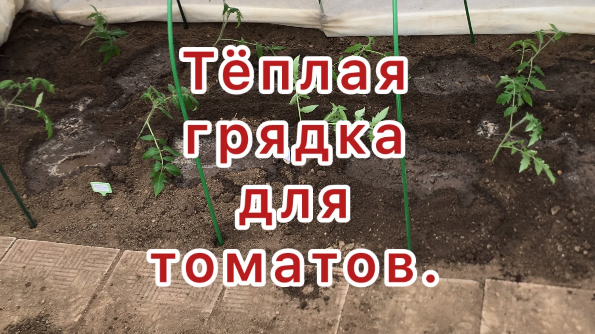 Тёплая грядка для томатов.
