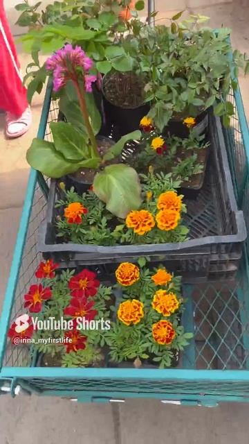 Улов в садовом центре #бадан #садоводство #цветы #тагетис