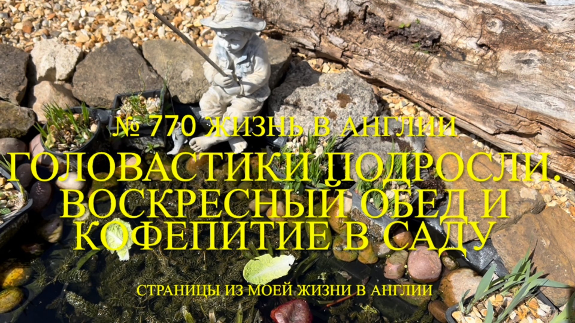 Головастики подросли. Воскресный обед и кофепитие в саду. № 770 Жизнь в Англии