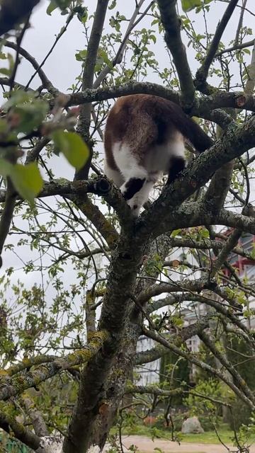 Туман на яблоне
