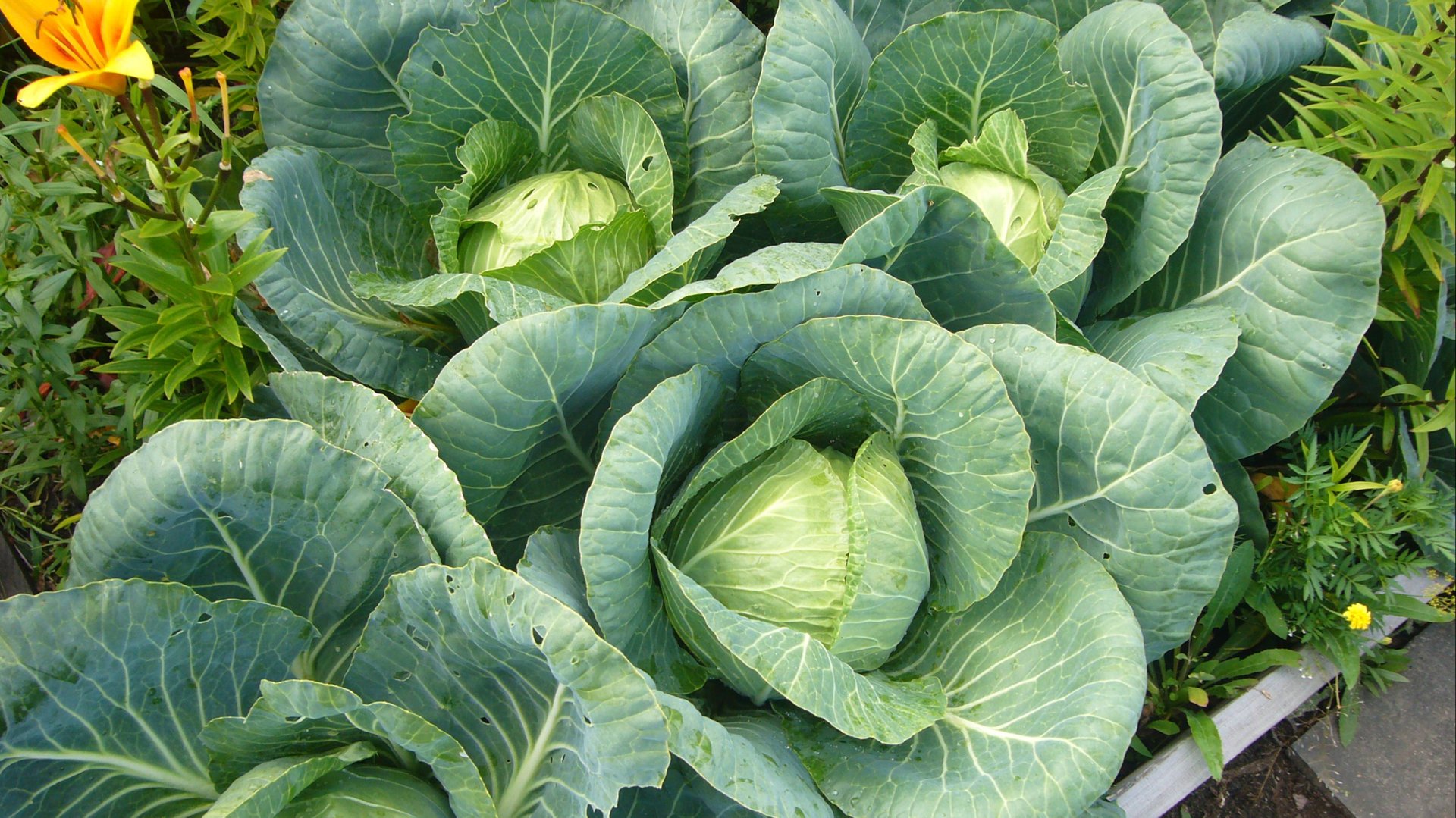 2048.  ВПЛ.Капуста на ПМЖ ( 24 мая 2021 г.)