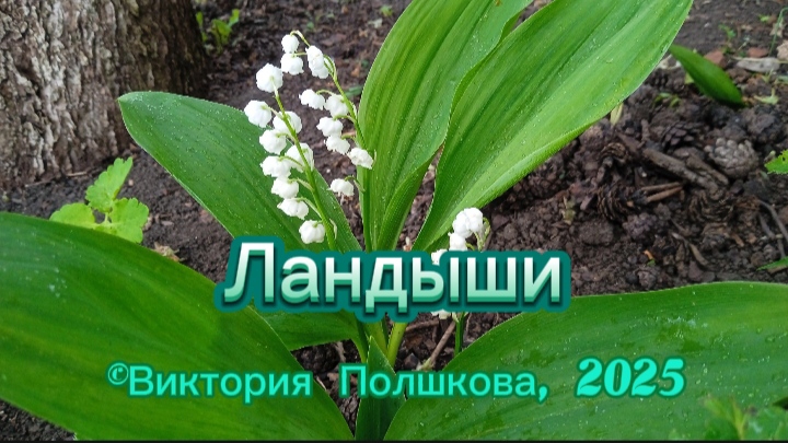 Ландыши - красивая песня. 19 мая - День ландышей