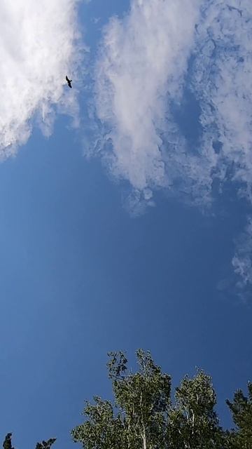 Гордая птица #shorts #russia #россия #сибирь #лето2021