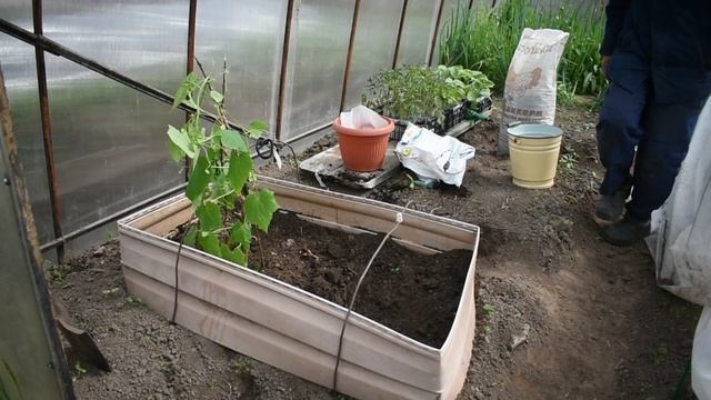 Высадка рассады огурцов Зозуля в теплицу