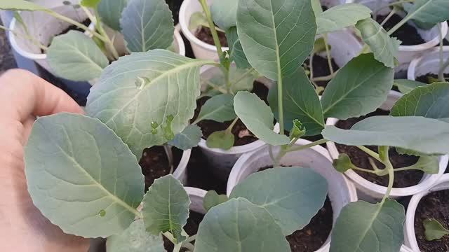 2047.  Капуста в грунт на ПМЖ.