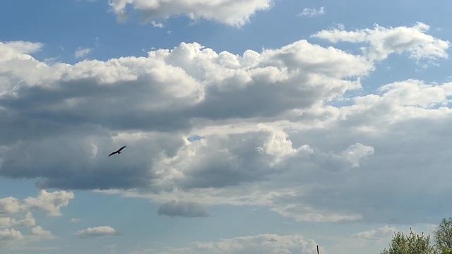 Коршун на кого-то охотится.