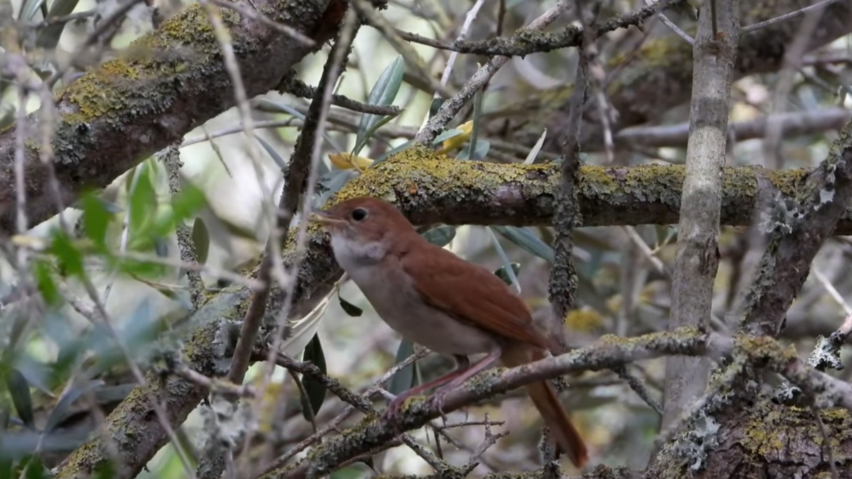 Как поет камышовка.
