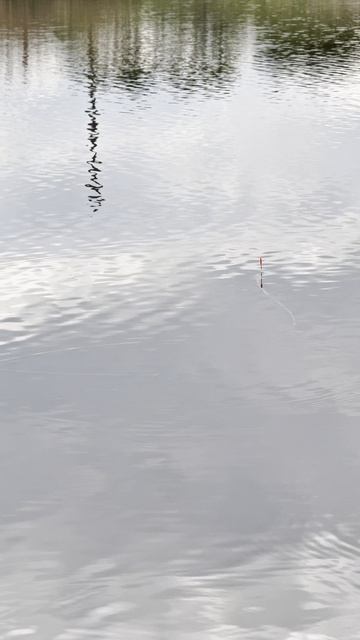 РАЗДАЧА КАРАСЯ НА ПОПЛАВОК  #fishing #рыбалка