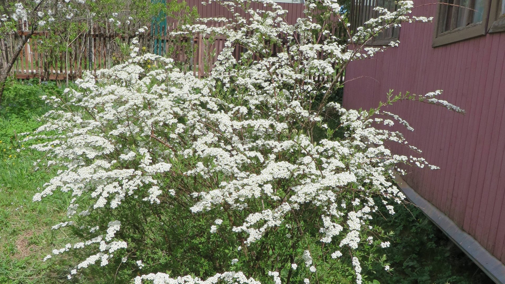 Спирея снежная гора.