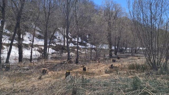 Брачное пение хоккайдской лягушки в долине реки Найба