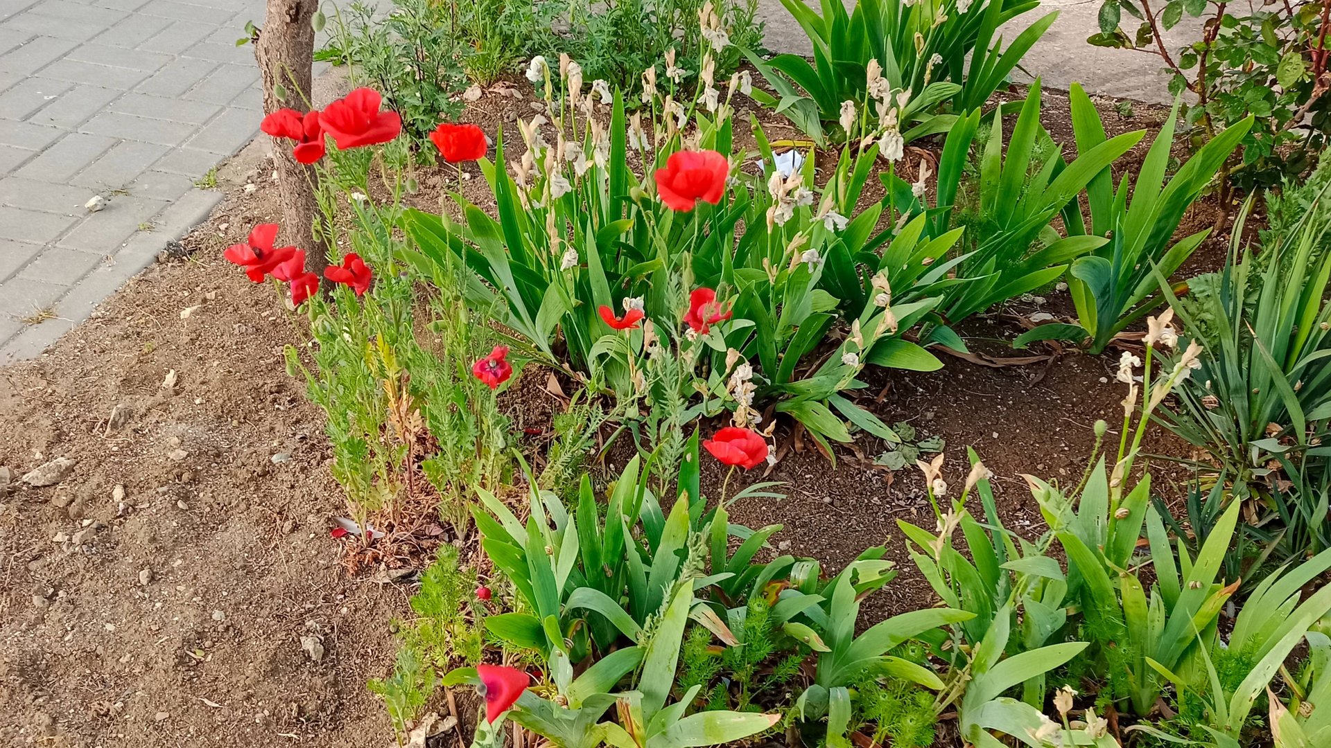 Где цветут в Крыму дикие маки? Феодосия