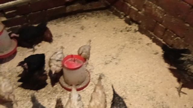 Всем доброго деревенского утра.