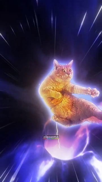 кошачья жизнь в тусдоме