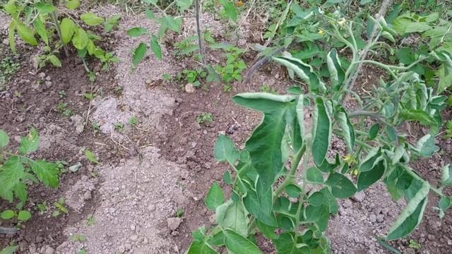 Почему крутятся верхушки томатов?