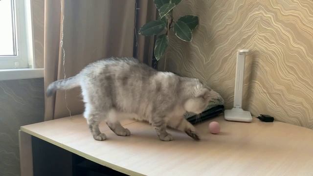 Алиса скучает без нас