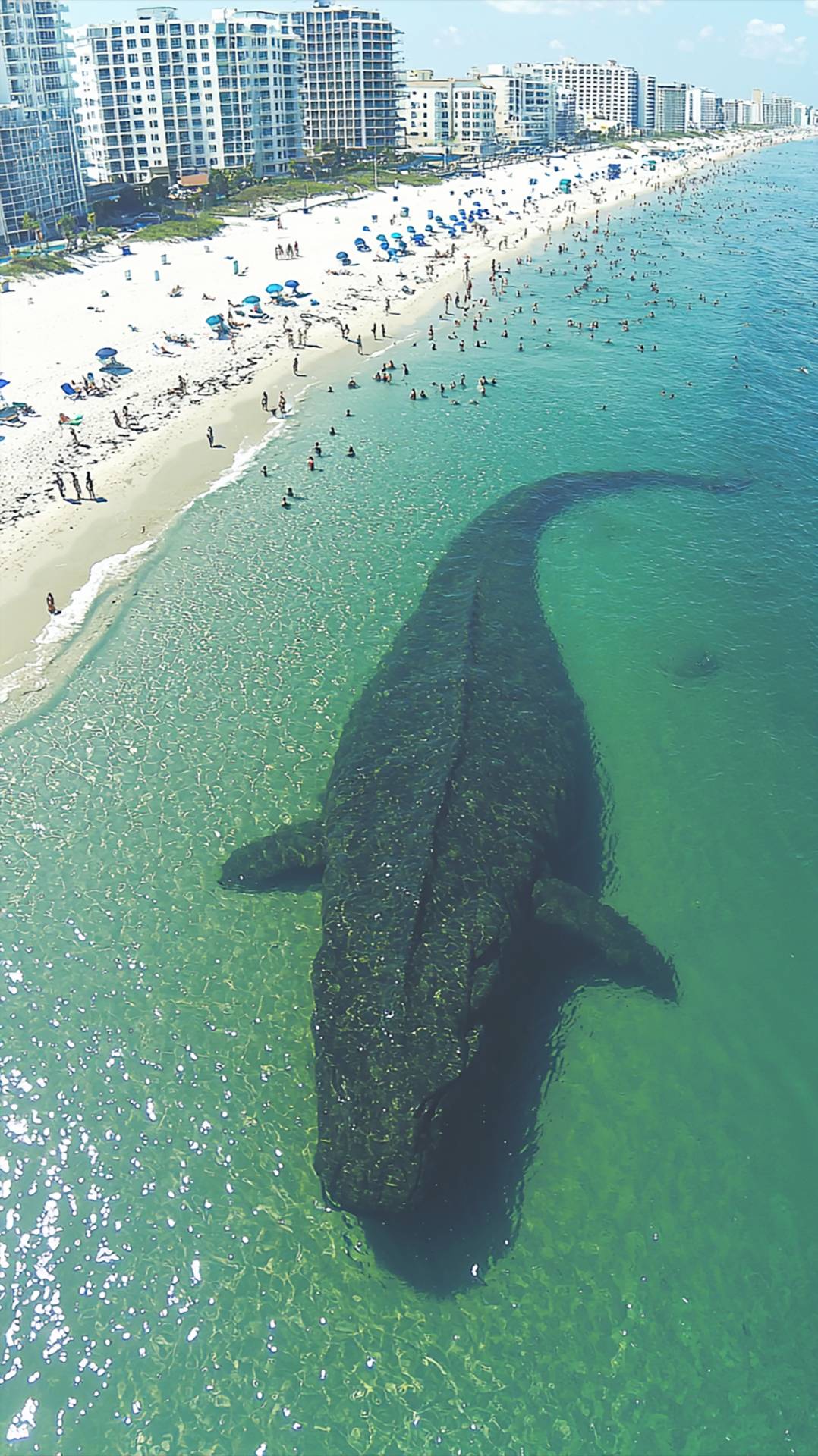 В акватории пляжа замечено гигантское морское существо похожее на мозазавра