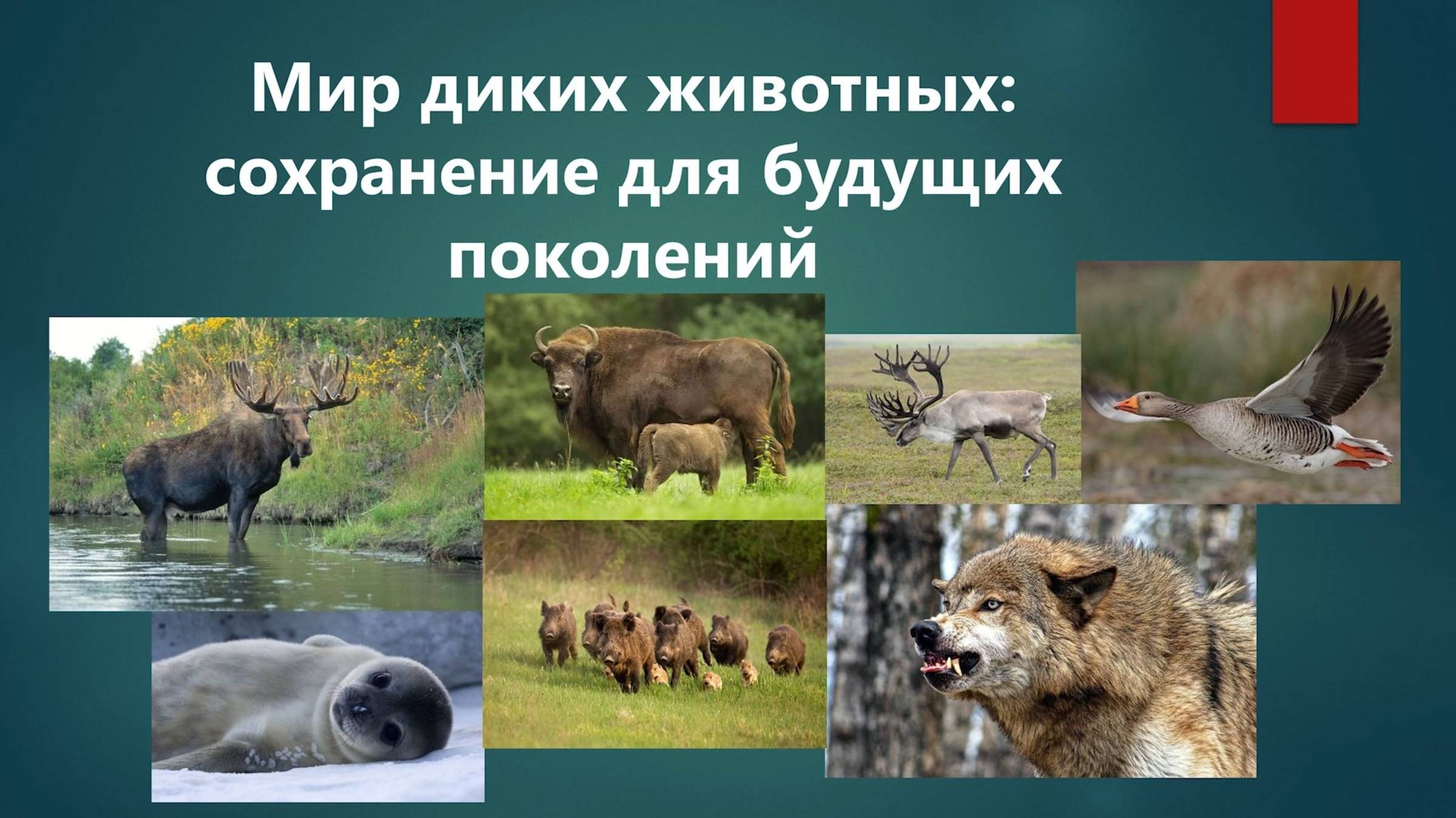 «Мир диких животных и сохранение его для будущих поколений». Лекция