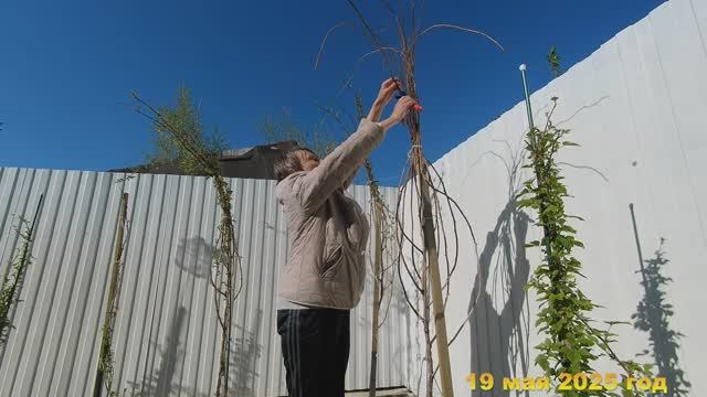 7 соток. Вырезаю малинник и сажаю малинник.  Первые тюльпанчики. Хроника 19 мая 2025 год
