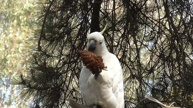 Дикие какаду 
Wild Cockatoos Feeding and Preening