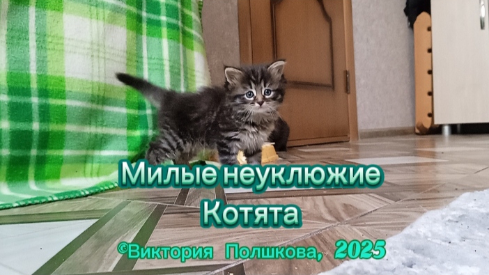 Милые неуклюжие котята от серой вислоухой кошки, 3 недели ©Виктория Полшкова
