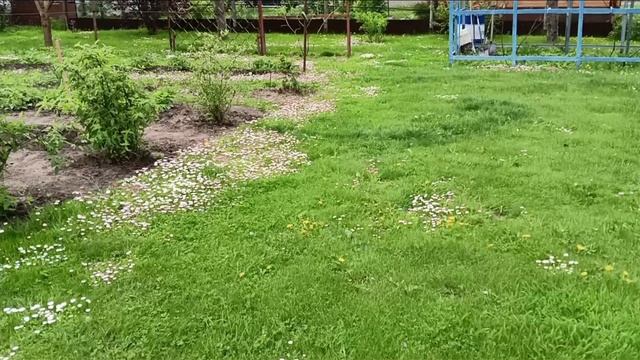 Маргаритки - это цветы или сорняк?