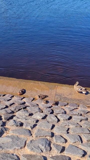 Карелия 2024. Петрозаводск. Набережная. Утки. Июль 2024г