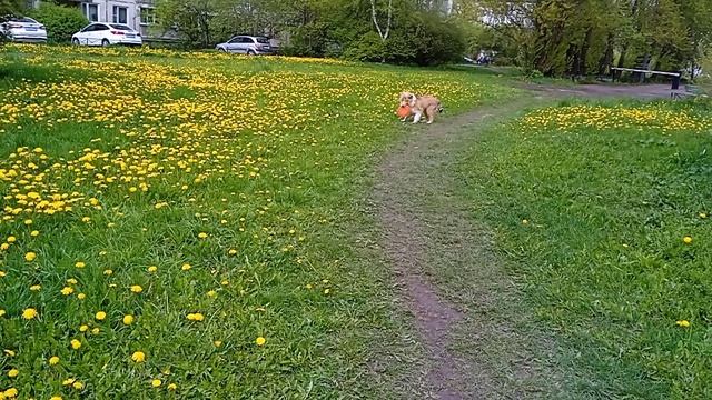 Вик роллы, 4 месяца