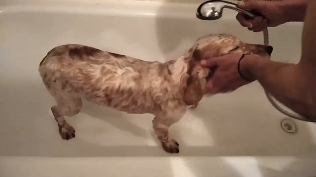 Водная процедура зевса и ...