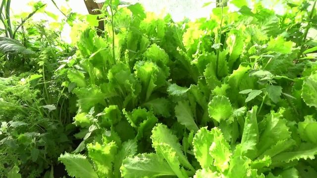 Откуда берутся такие ЗЛЮКИ на огородных каналах?