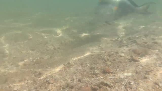 Египет рыбка Клоун, съёмки подводные 2025