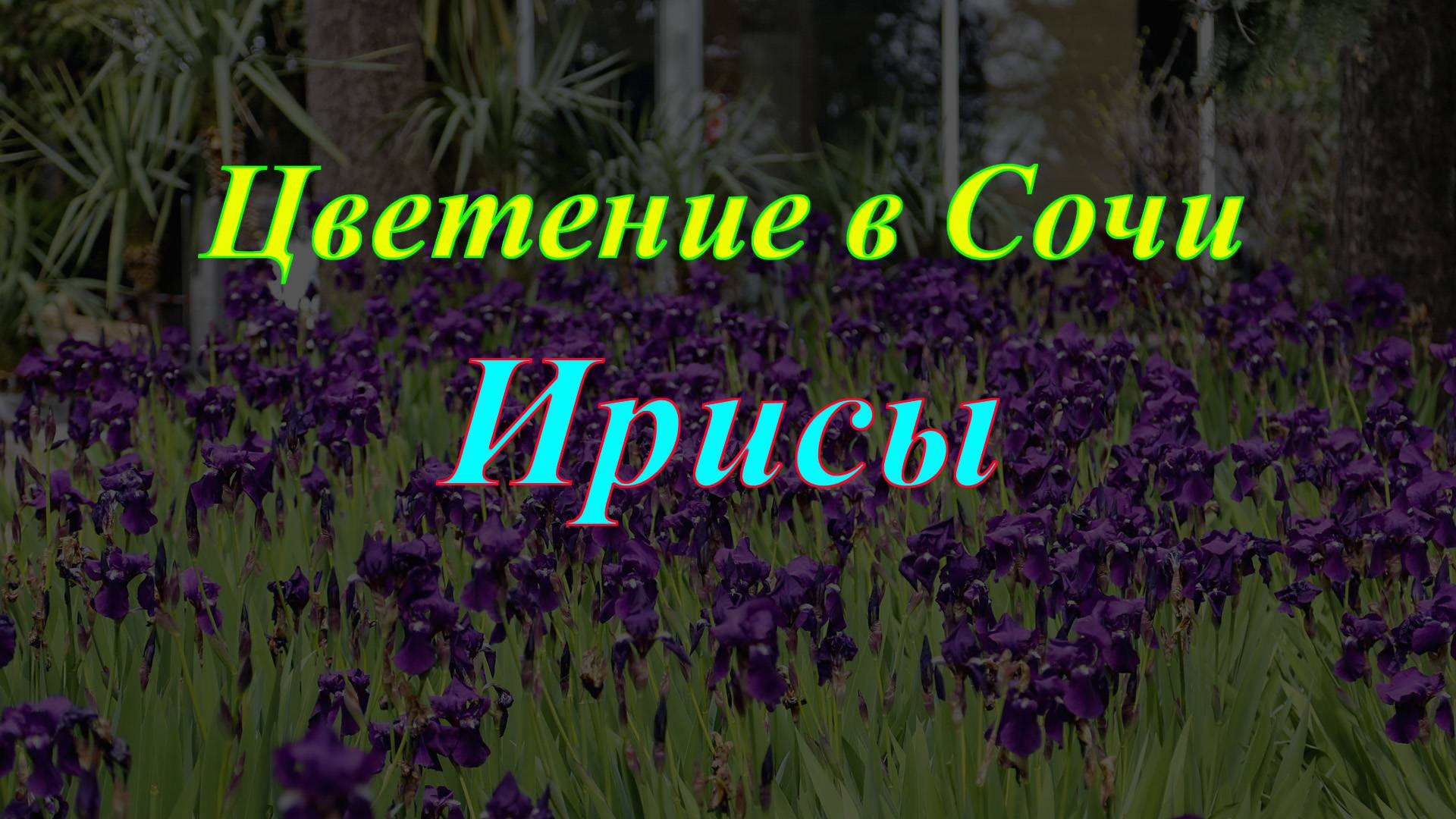 Цветение в Сочи. Ирисы
