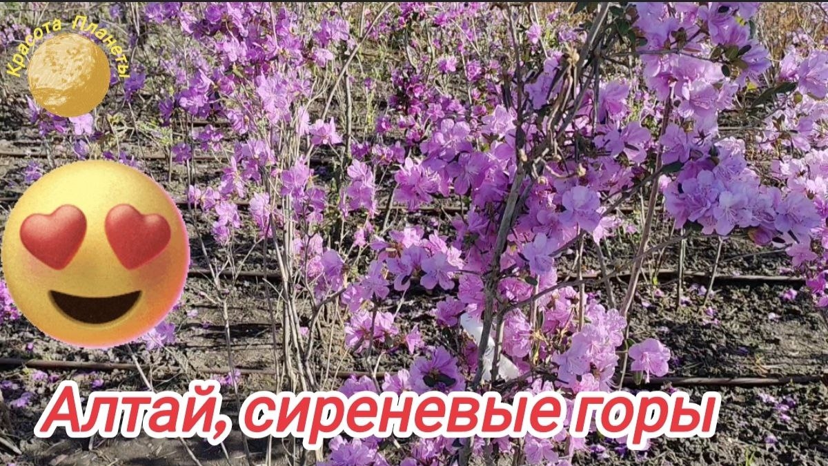 Алтай, Цветение Маральника - визитная карточка весеннего Алтая🔥🔥🔥Восторг!!!