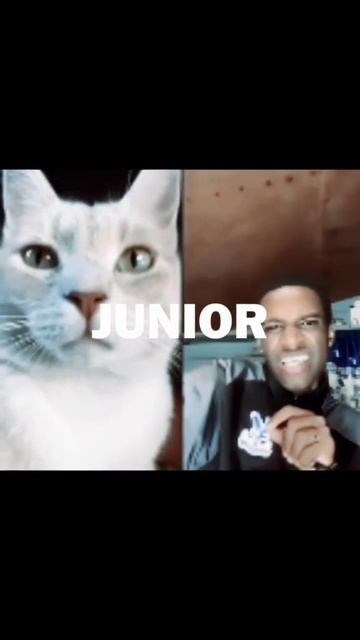 вроде бы обычный кот но его история полная рыбных скелетов в шкафу