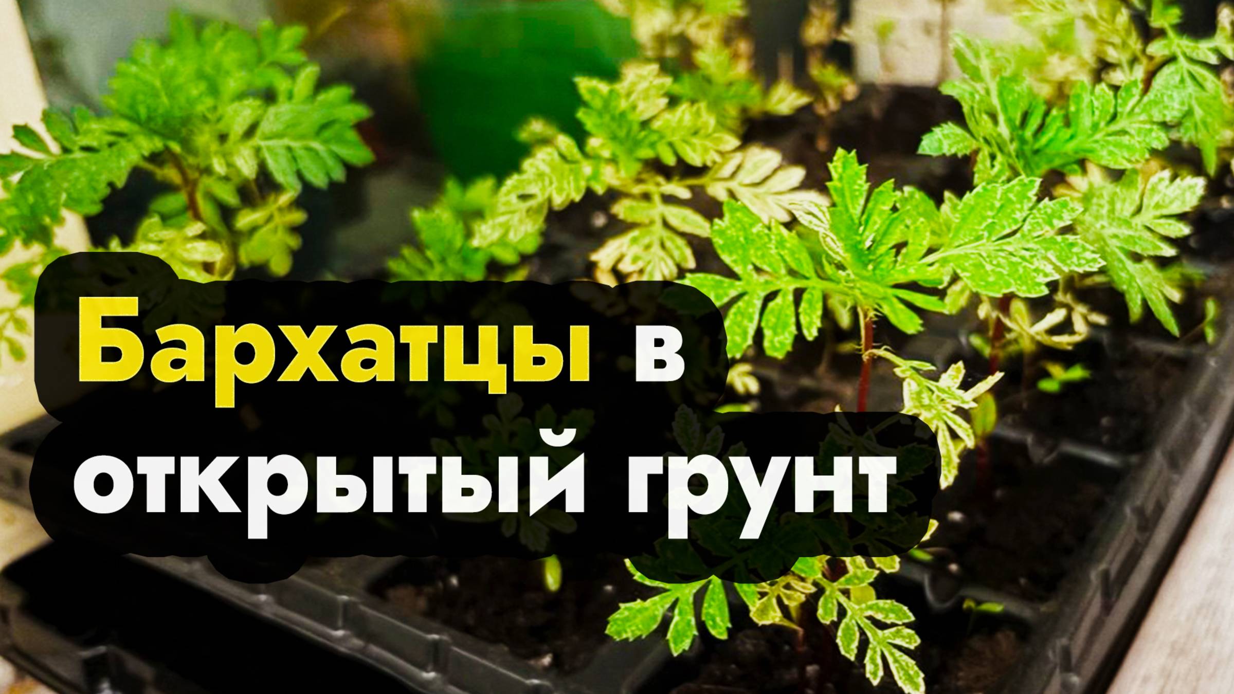 Когда высаживать бархатцы в открытый грунт - высаживание бархатцев в грунт весной на даче