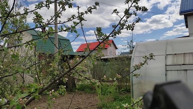 Обработка плодовых деревьев во время бутонизации и цветения для закладки хорошего урожая