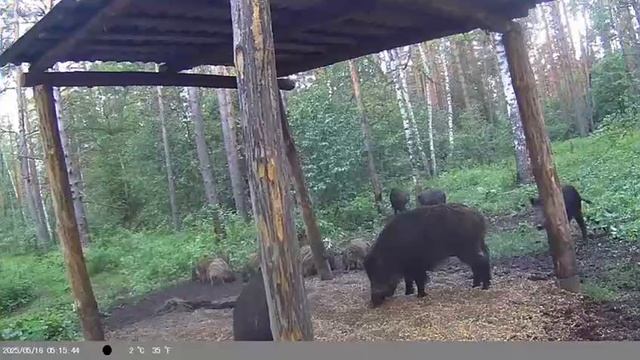 Семья кабанов с толпой детей на подкормочной площадке нацпарка Сенгилеевские горы