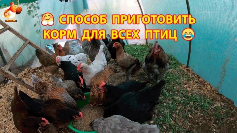 Как готовлю корм для своих птиц – просто, быстро и, главное, они это обожают🐥