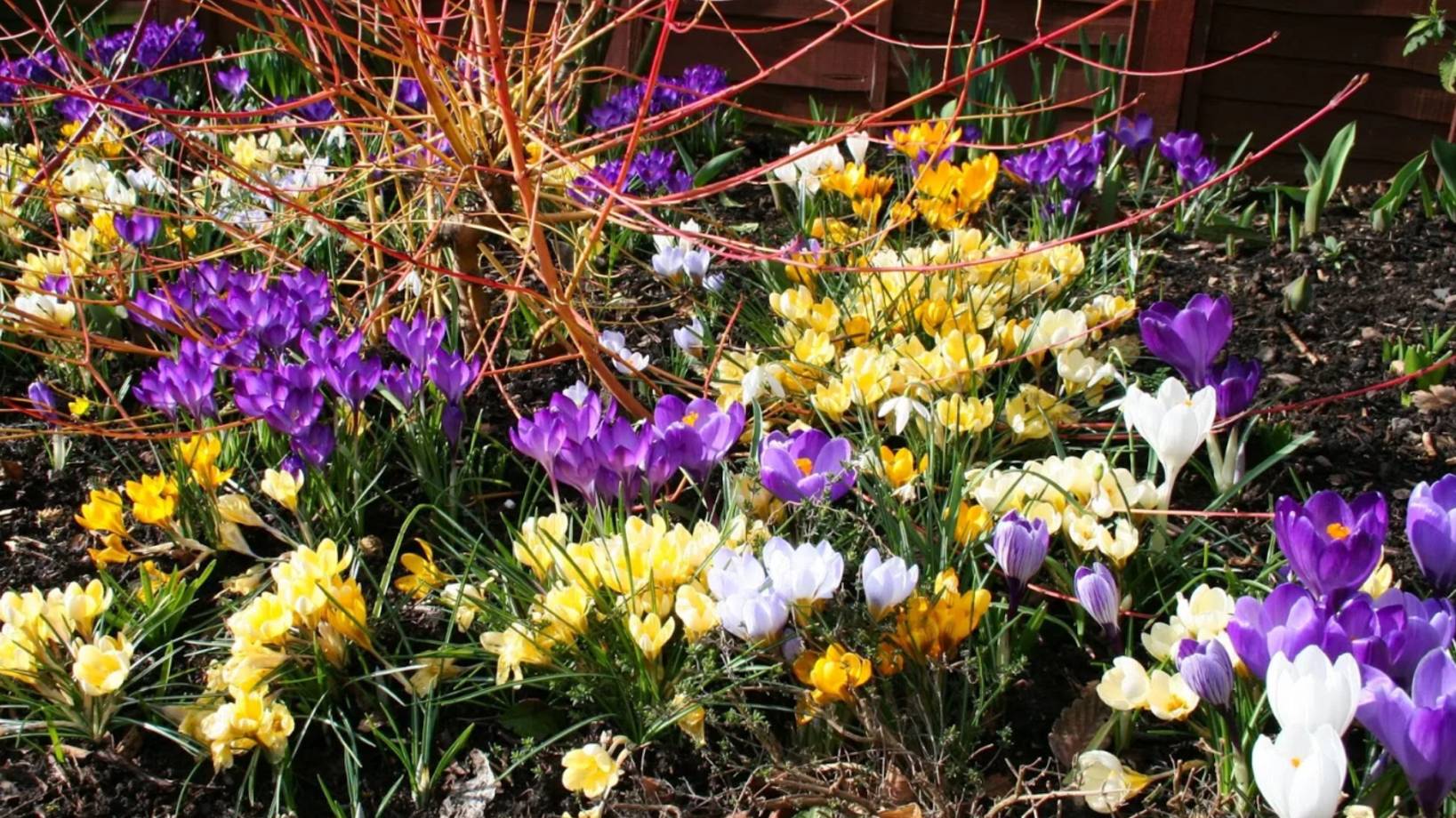 🌸 ПЕРВЫЕ ВЕСЕННИЕ ЦВЕТЫ: 6 самых ранних первоцветов для дачи