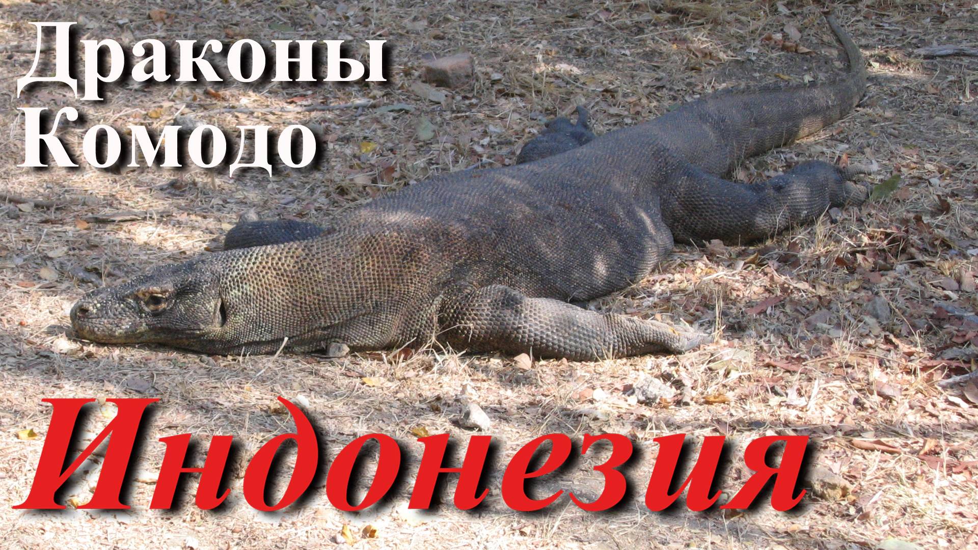 Индонезия. Часть 10/10. Драконы Комодо.