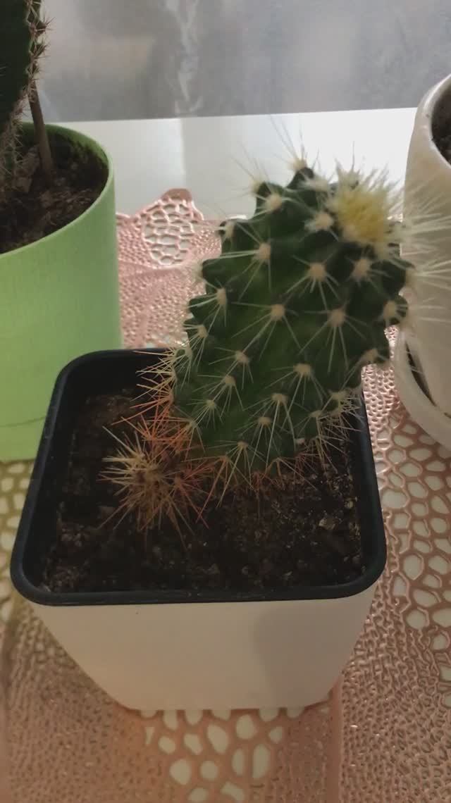 Подкормка кактусов.