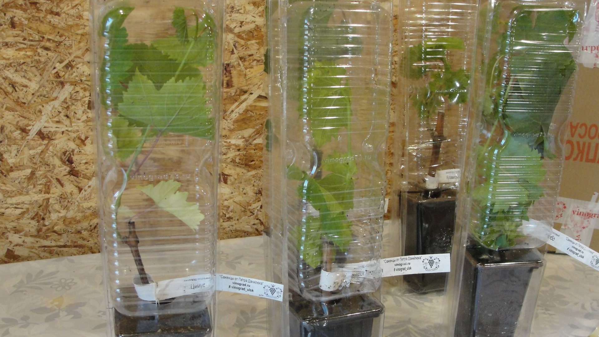 Отзыв (виноград Ульяновска)