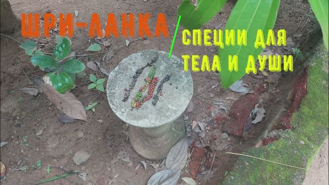 Шри-Ланка: Специи для тела и души.