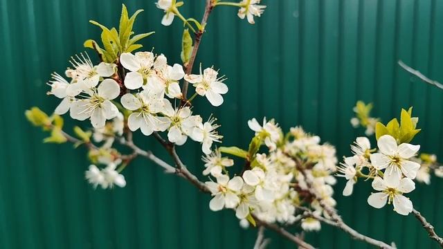 Цветущая слива. Как цветёт слива