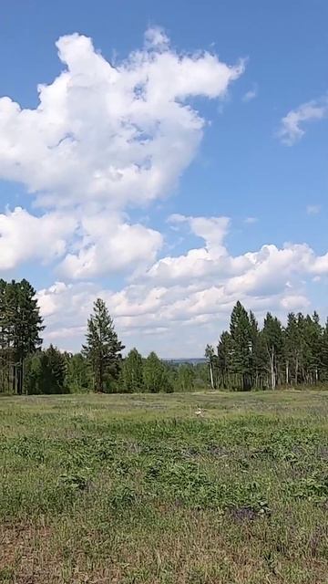 Окрестности Братска #shorts #russia #россия #сибирь #лето2021