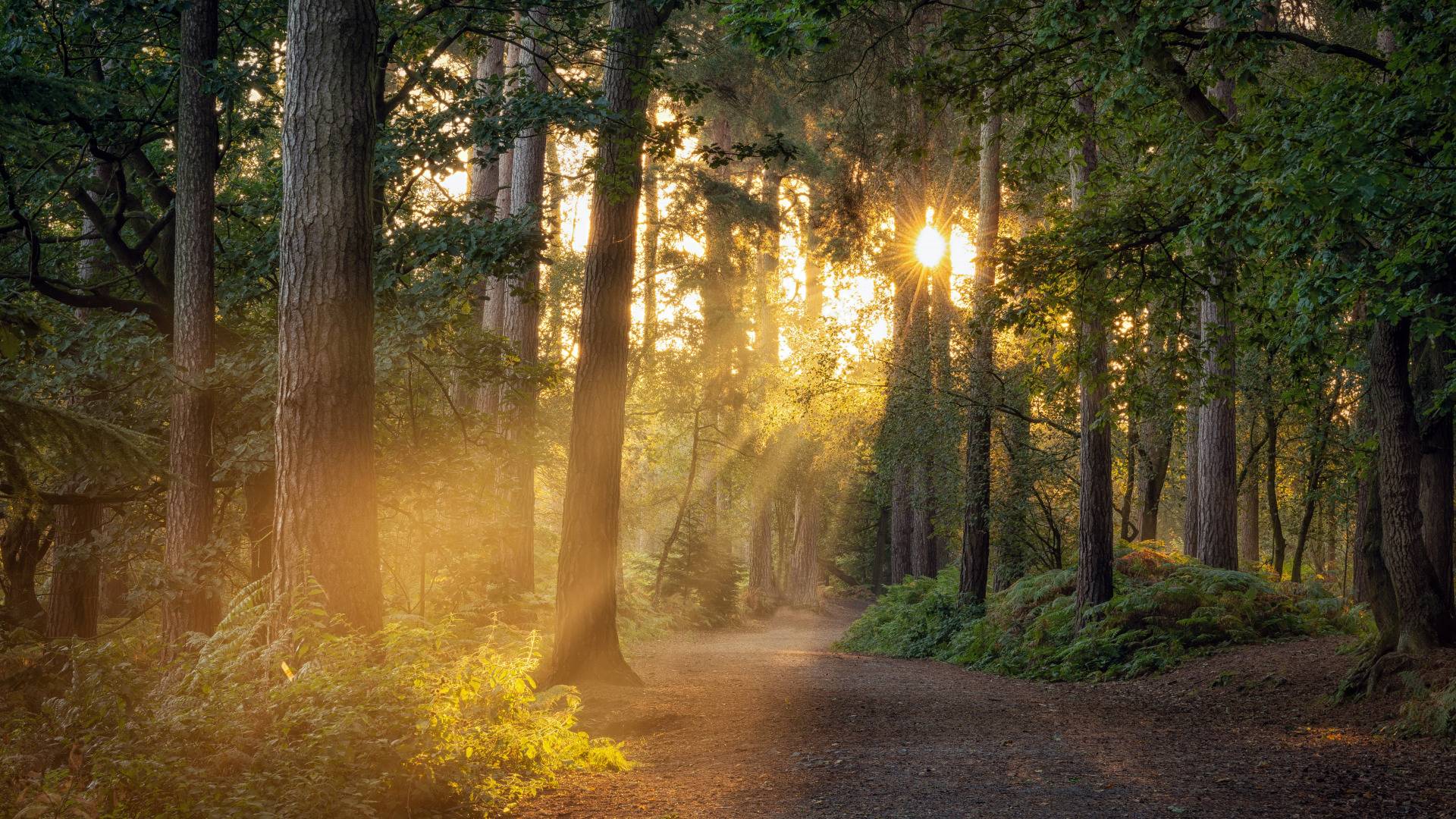 Вечерняя прогулка
